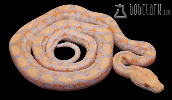 Lavender Albino Reticulated Python by Bob Clark Reptiles