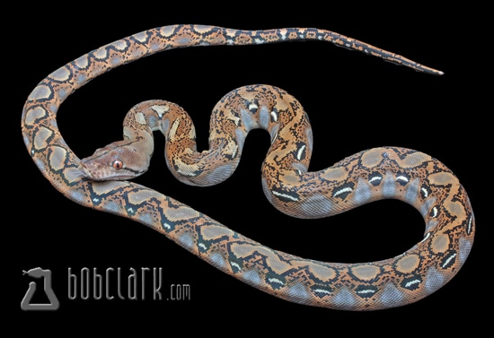 Citron (Het Titanium) Reticulated Python by Bob Clark Reptiles