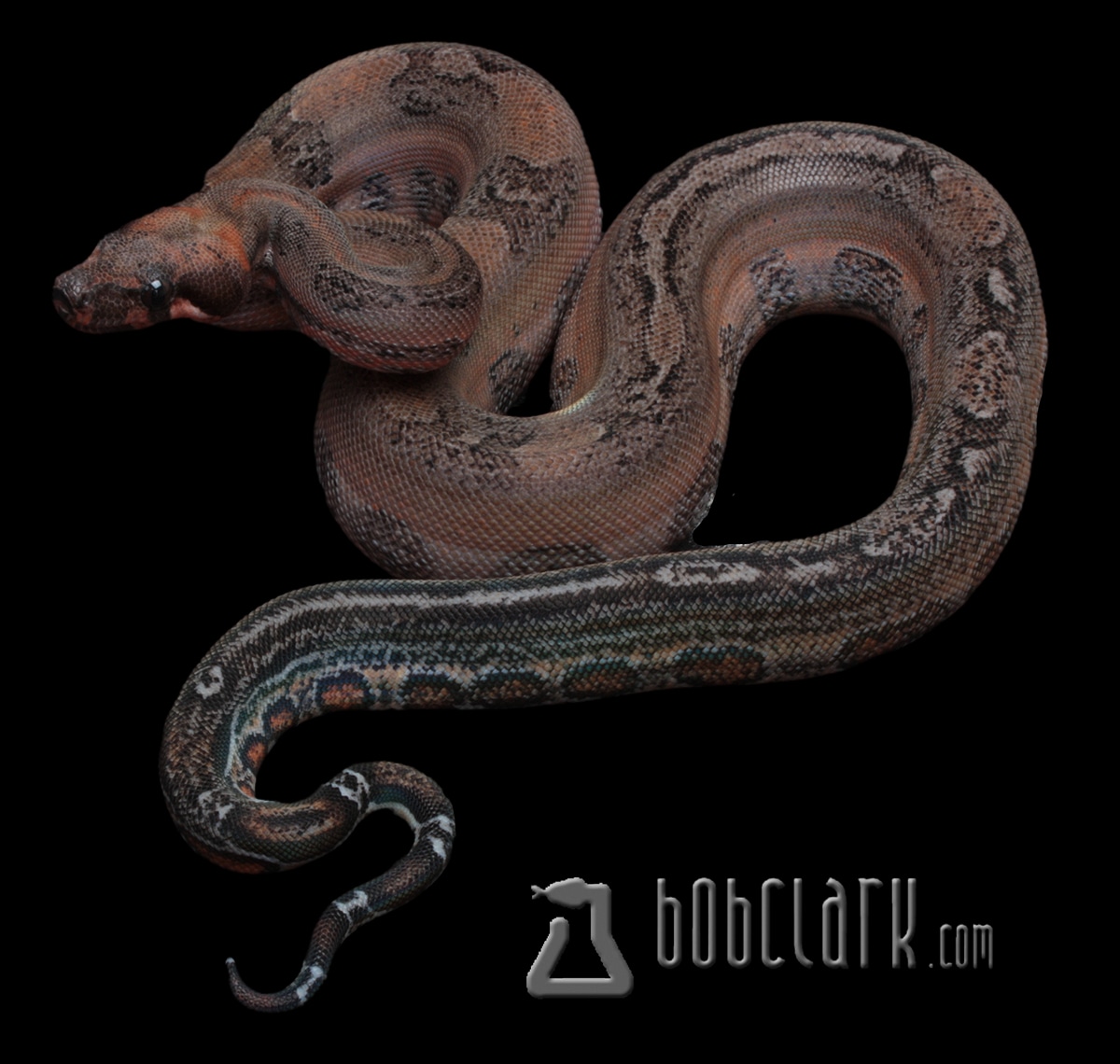 Leopard Het Kahl Albino Boa Constrictor by Bob Clark Reptiles - MorphMarket