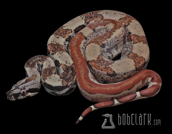 IMG Hypo Sunset Het Sterling Boa Constrictor by Bob Clark Reptiles