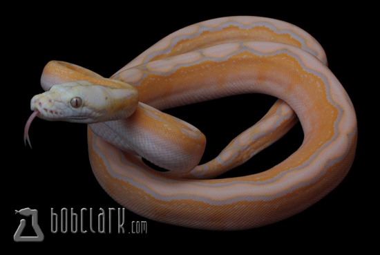 Lavender Albino Motley Citron Reticulated Python by Bob Clark Reptiles