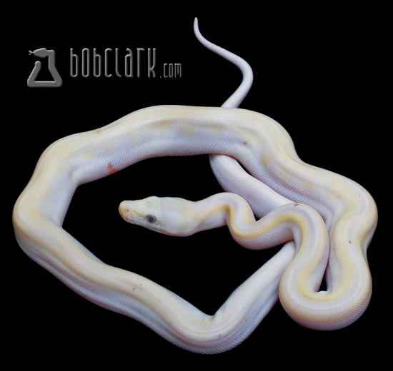 Cow Reticulated Python by Bob Clark Reptiles