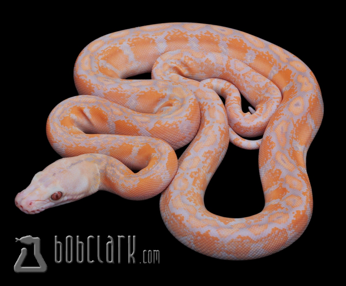 Lavender Albino Motley Reticulated Python by Bob Clark Reptiles ...