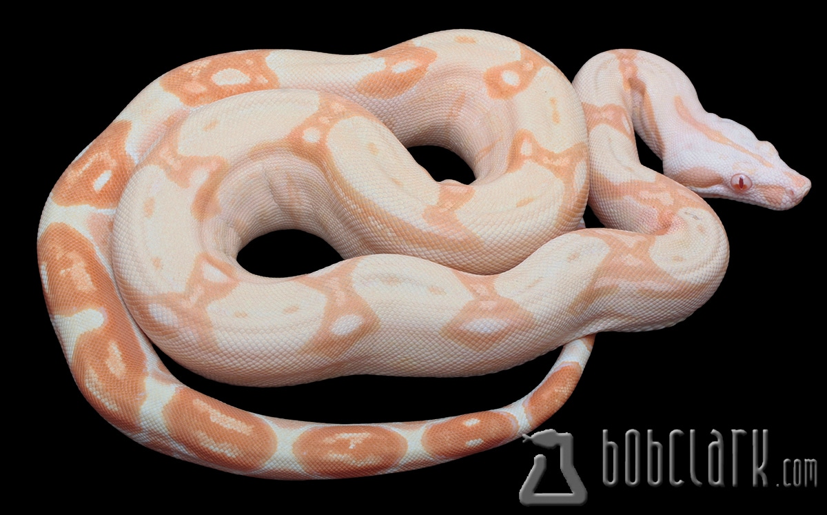 Sharp Sunglow Boa Constrictor by Bob Clark Reptiles - MorphMarket