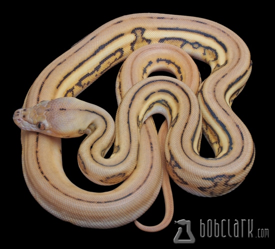 Sunfire Super Tiger Reticulated Python by Bob Clark Reptiles