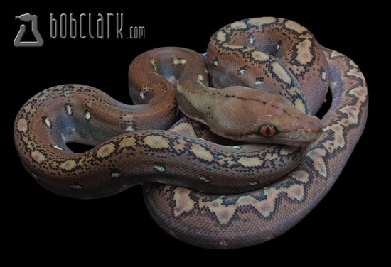 Phantom Reticulated Python by Bob Clark Reptiles