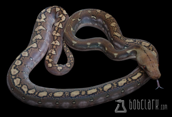 Phantom Reticulated Python by Bob Clark Reptiles