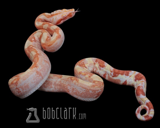 IMG Sharp Albino Jungle Boa Constrictor by Bob Clark Reptiles