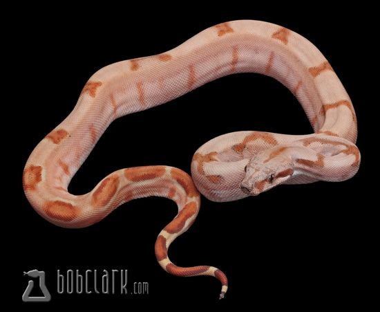 Super Hypo Poss Het Blood And Sharp Albino Boa Constrictor by Bob Clark Reptiles