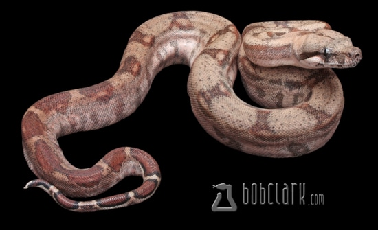 Fire Boa Constrictor by Bob Clark Reptiles