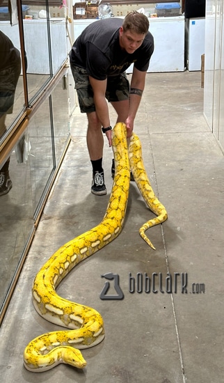 Mochino Tiger Reticulated Python by Bob Clark Reptiles