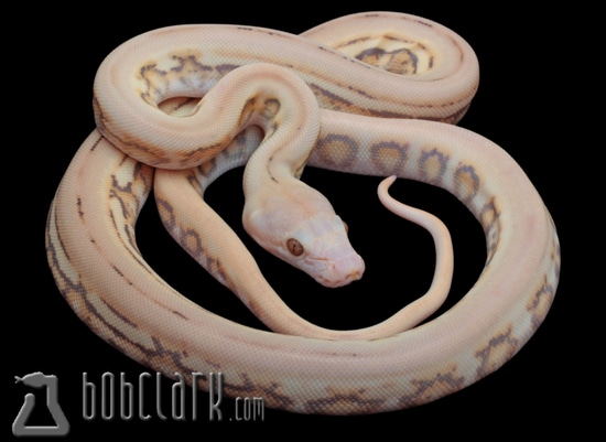 Mochino Citrus Jag Tiger Reticulated Python by Bob Clark Reptiles