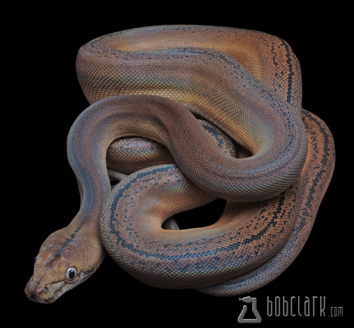 Golden Child Tiger Het OGS Reticulated Python by Bob Clark Reptiles ...