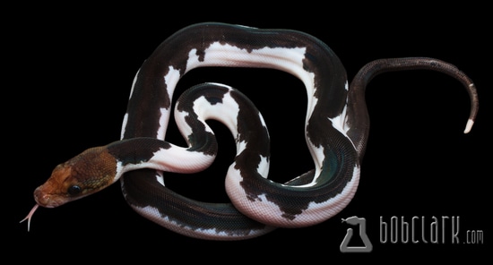 Pied Golden Child (Poss Super) Pied Reticulated Python by Bob Clark ...
