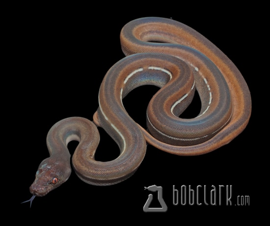 Titanium Reticulated Python by Bob Clark Reptiles