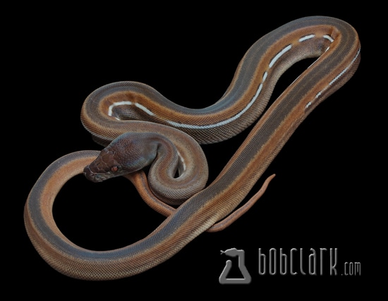 Titanium Reticulated Python by Bob Clark Reptiles