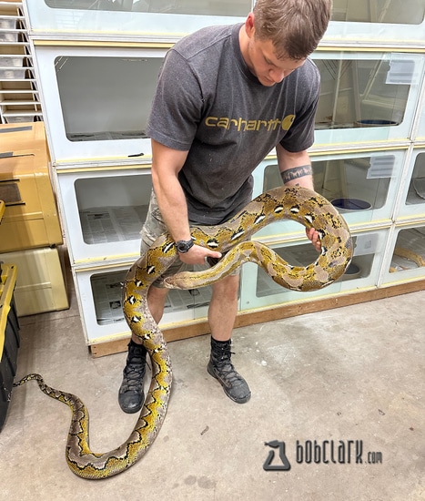 Fire Reticulated Python by Bob Clark Reptiles
