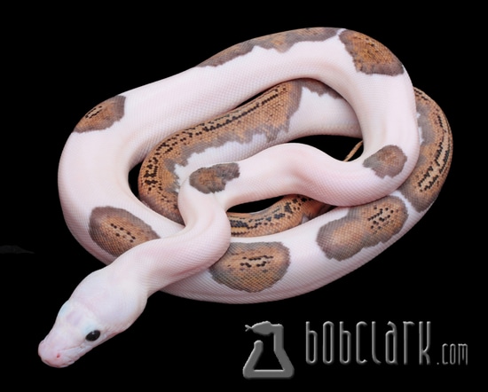White Head High White Pied Reticulated Python by Bob Clark Reptiles