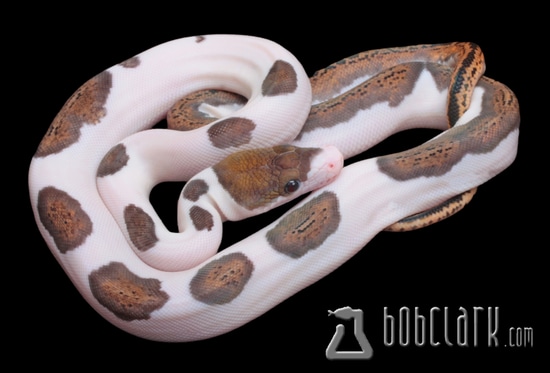 Pied Reticulated Python by Bob Clark Reptiles