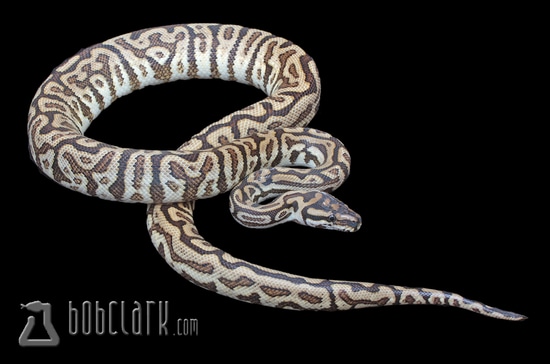 Ball X Carpet Python Hybrid Ball Python by Bob Clark Reptiles