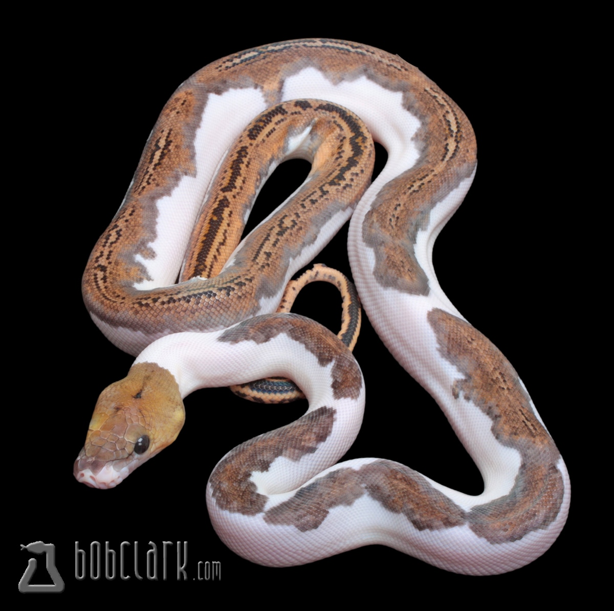 Tiger Pied Reticulated Python by Bob Clark Reptiles - MorphMarket