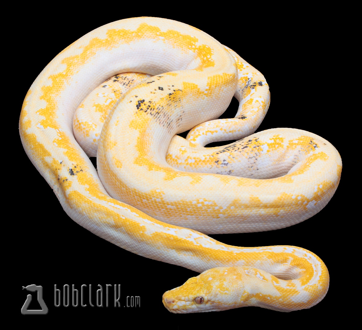 Paradox Albino Het Pied 72 Inches Reticulated Python by Bob Clark ...
