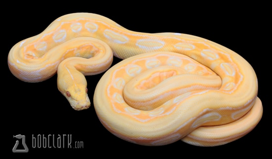 Albino Sunfire Tiger Het Genetic Stripe Reticulated Python by Bob Clark ...