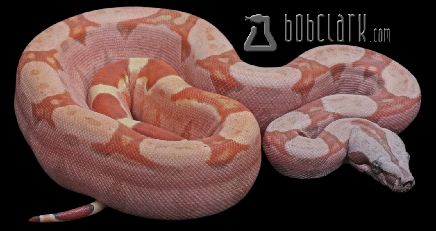 Hypo Roswell Ladder Tail Poss Het Kahl Boa Constrictor by Bob Clark ...