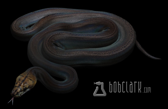 Golden Child Motley Reticulated Python by Bob Clark Reptiles