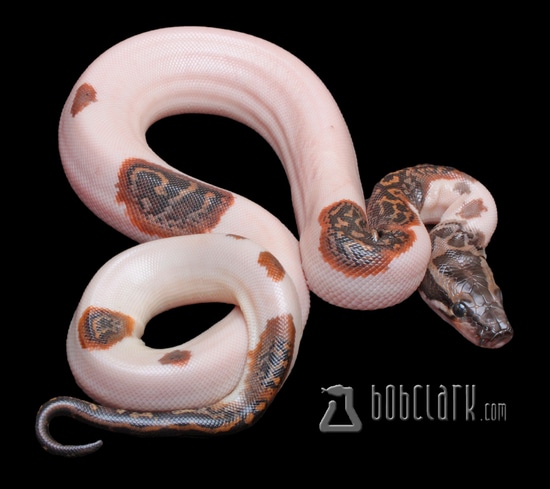 Pied Het Albino Poss Het Granite And Blond Burmese Python by Bob Clark ...