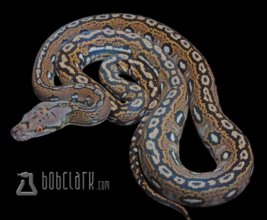 Aztec Reticulated Python by Bob Clark Reptiles
