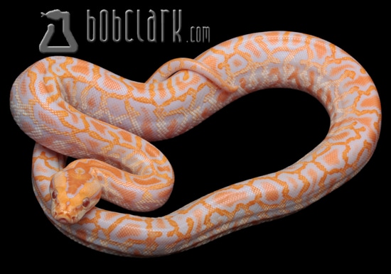 Albino Het Granite 66% Het Pied Burmese Python by Bob Clark Reptiles