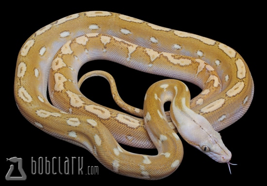 Amber Reticulated Python by Bob Clark Reptiles