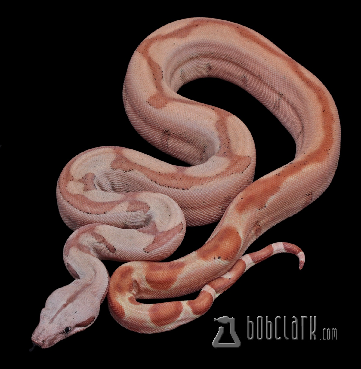 Bob Clark Reptiles