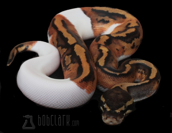 Pied Ball Python by Bob Clark Reptiles