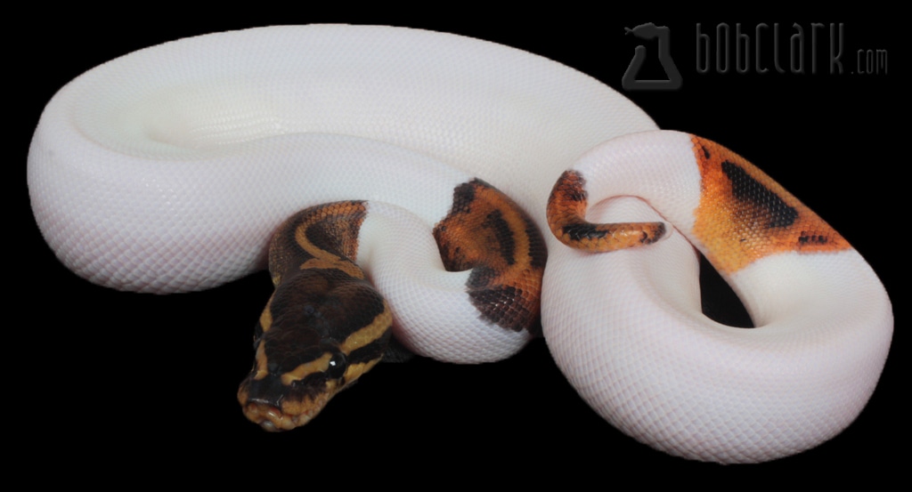 Pied Ball Python by Bob Clark Reptiles - MorphMarket