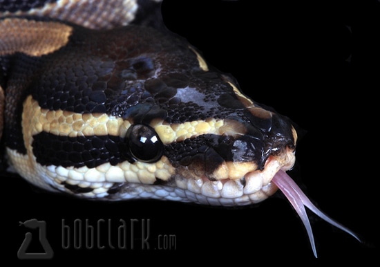 Scaleless Het Ball Python by Bob Clark Reptiles