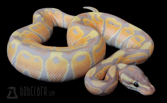 Banana Ball Python by Bob Clark Reptiles