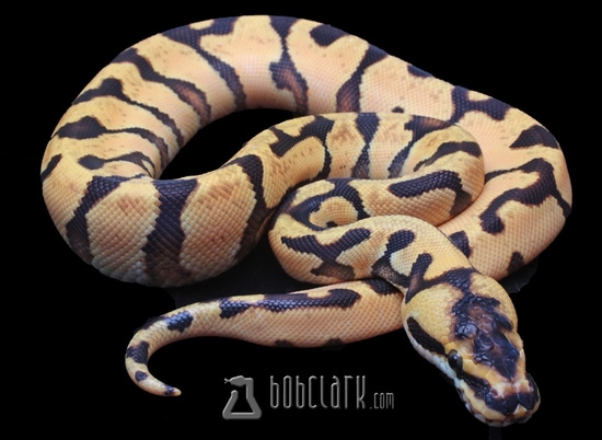 Pastel Super Enchi Ball Python by Bob Clark Reptiles