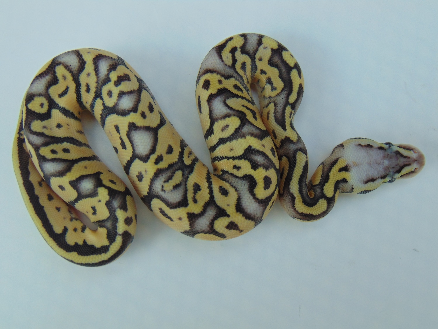 2020 Female Ultrafly 66% Pos Het TSK Axanthic/66% Pos Het Clown Ball ...