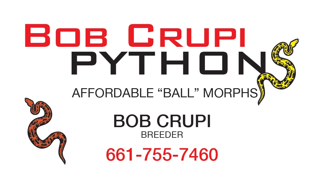 Ball Python Clutch: 14 by Bob Crupi Pythons/affordable Ball Morphs ...
