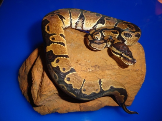 2020 Male Normal 100% Dbl Het TSK Axanthic/Pied Ball Python by Bob ...