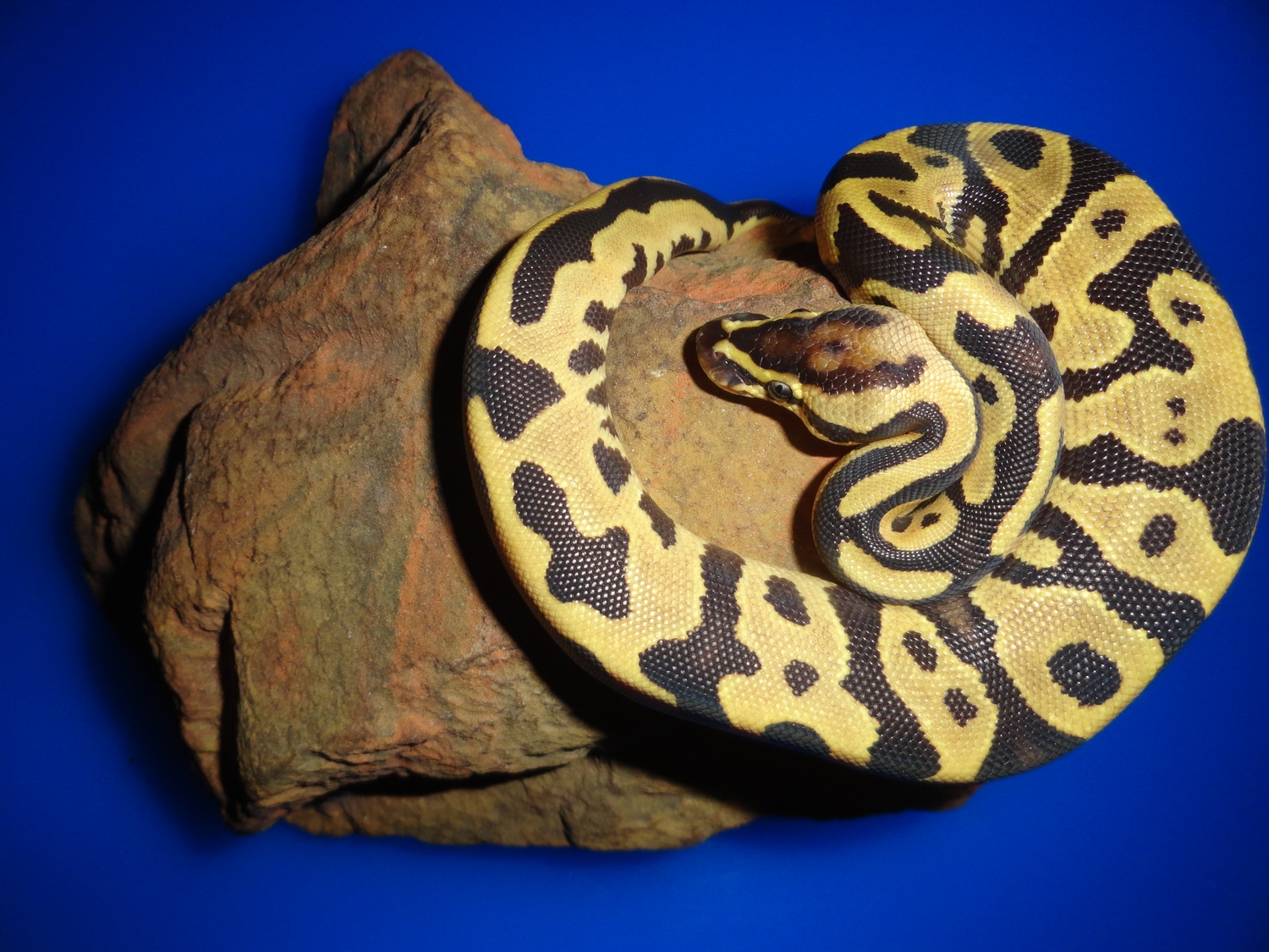 ***FREE***21 Male Fire Leopard 50% Pos Het TSK Axanthic Ball Python by ...