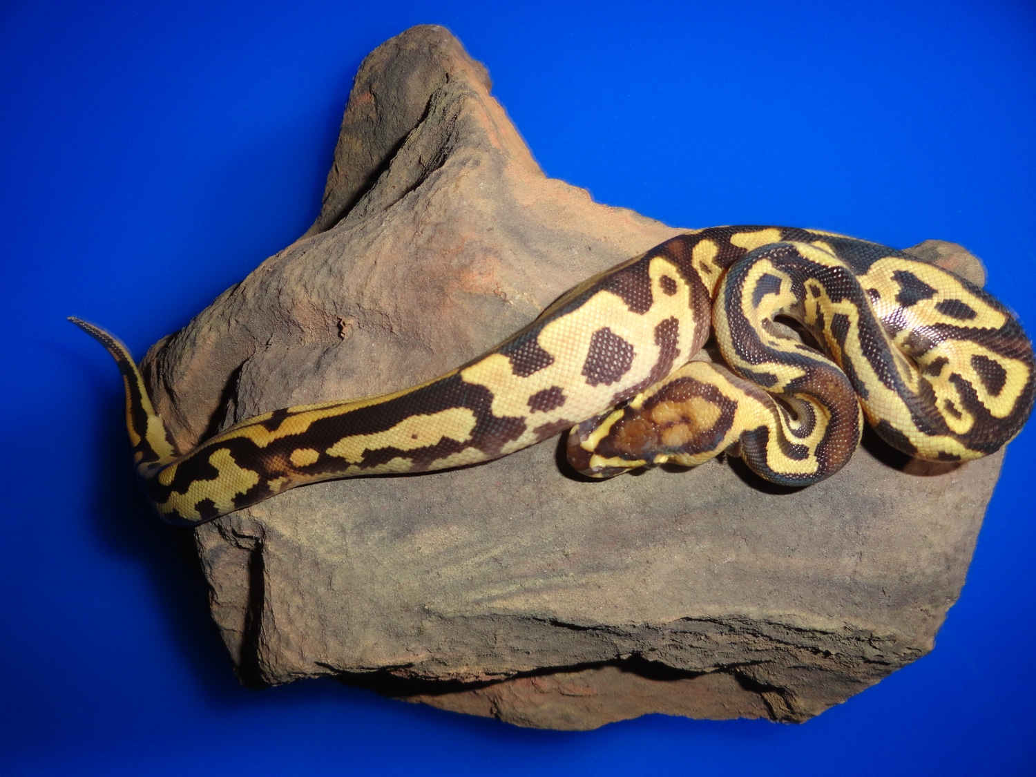 2021 Female Fire Leopard 50% Pos Het TSK Axanthic Ball Python by Bob Crupi Pythons/affordable ...
