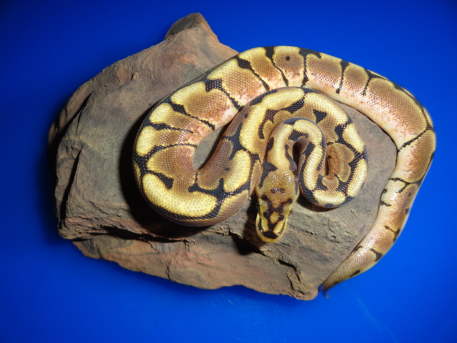 21( M)SPIDER 100% Het Clown Ball Python by Bob Crupi Pythons/affordable ...