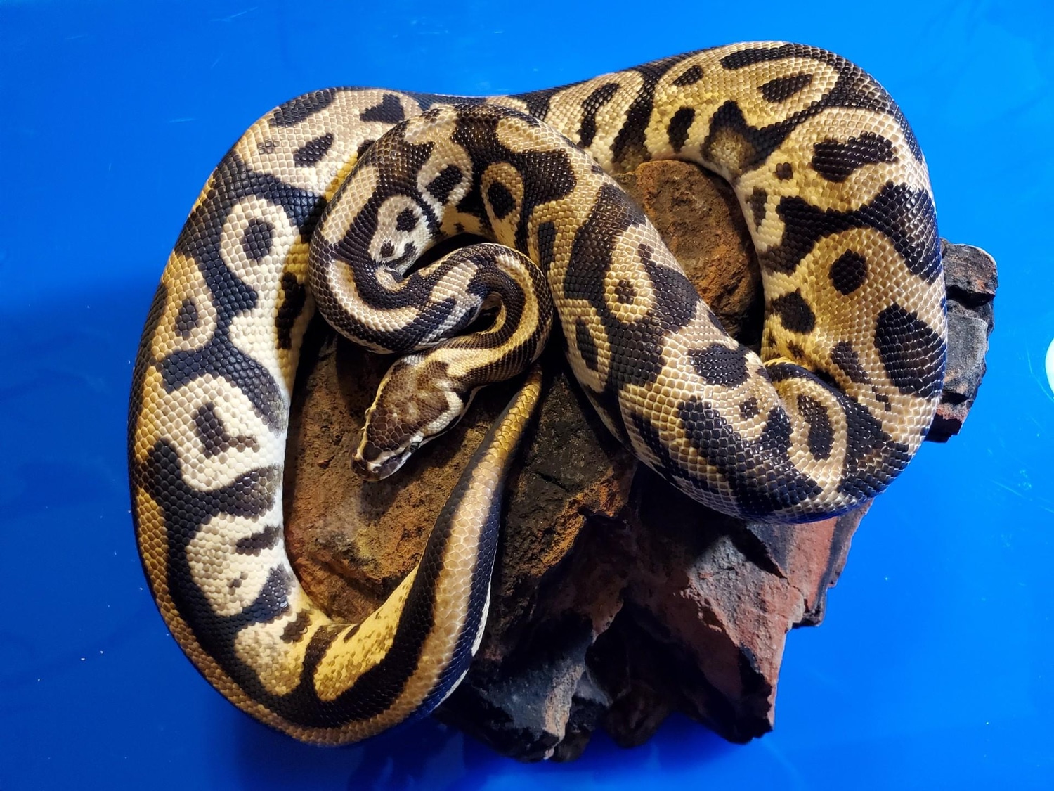 17 Male Pastel Leopard Yellow Belly. PROOVEN BREEDER Ball Python by Bob ...