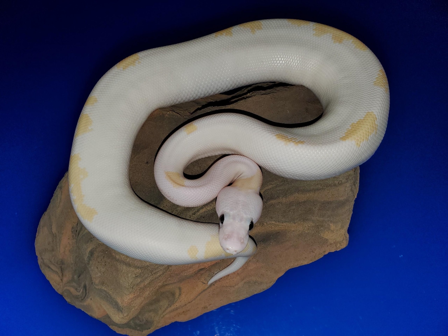 21 Male Super Fire 50% Pos Het TSK Axanthic Ball Python by Bob Crupi ...