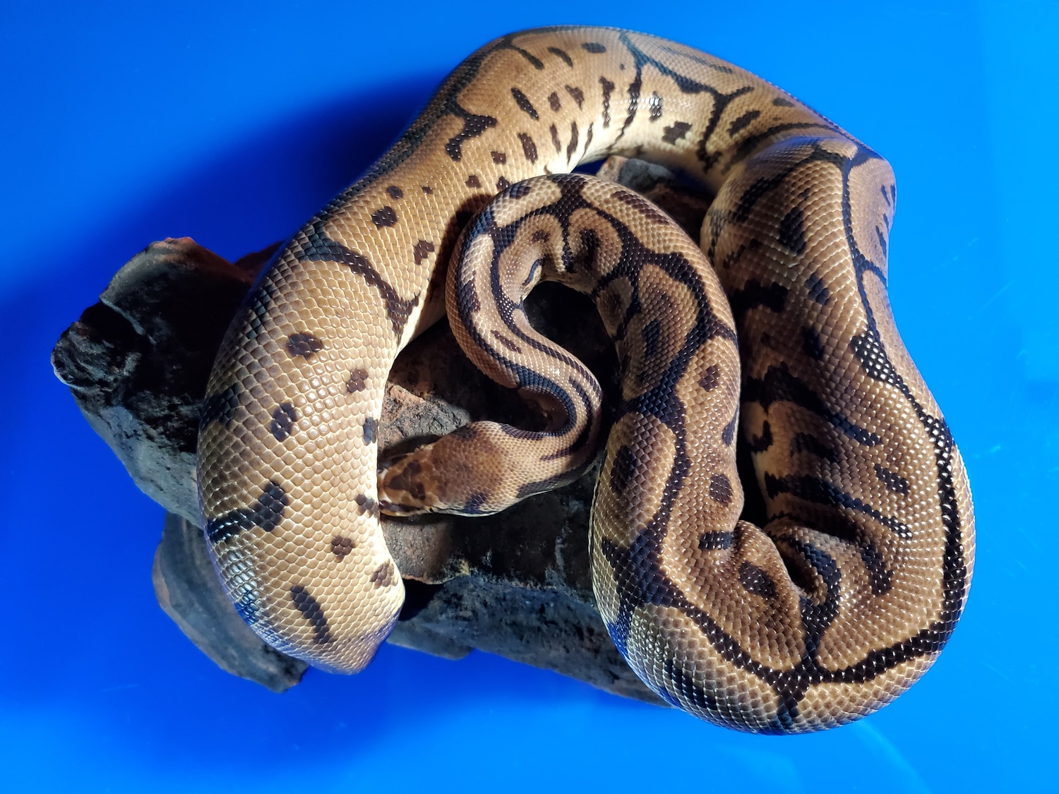(Pb) 17 Spotnose Spider 💯 %het Pied #7fa Ball Python by Bob Crupi ...