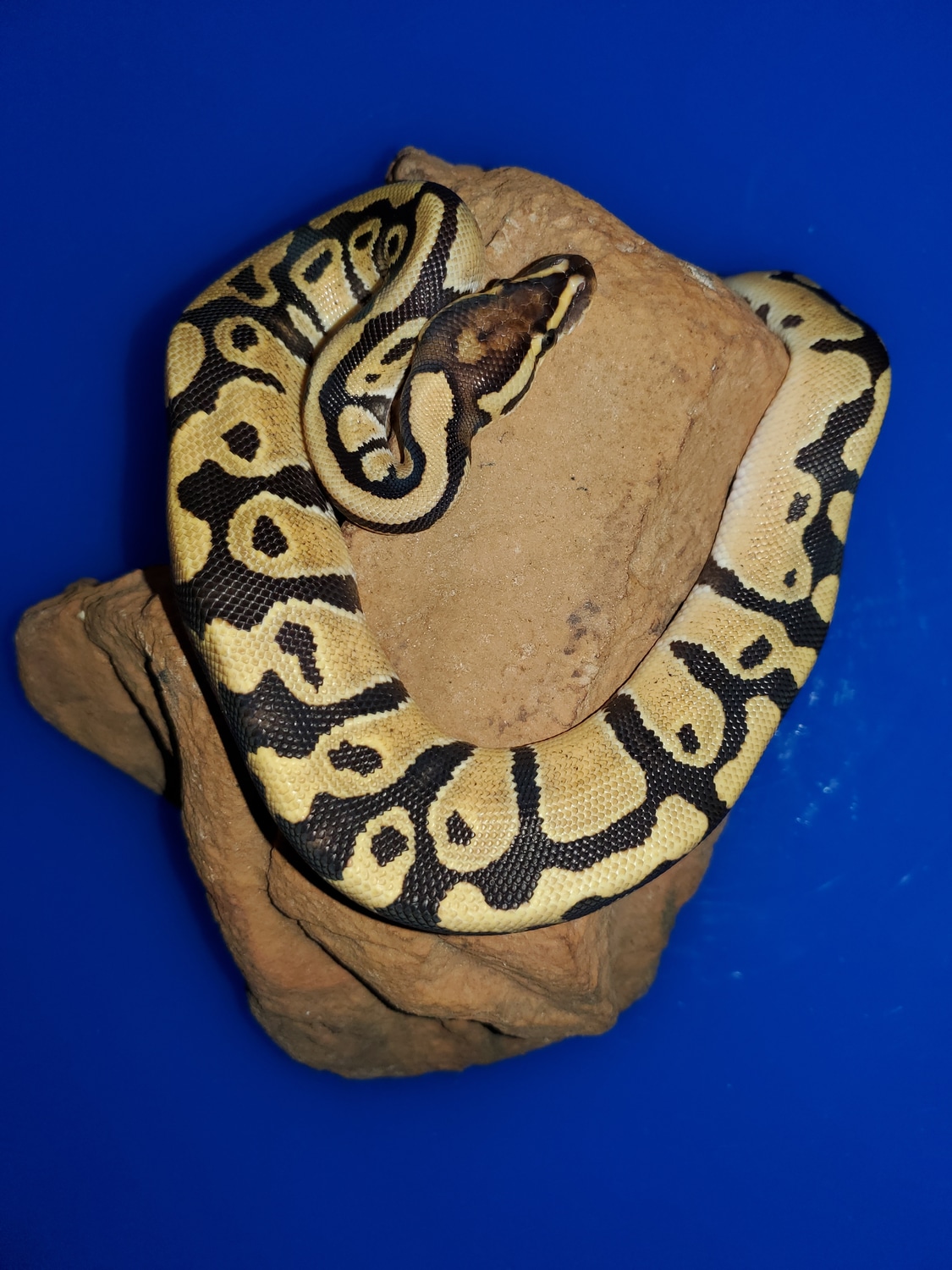 22 (M) Fire 💯 % Dbl Het Tsk Axanthic/clown ( Shipping Included) Ball ...