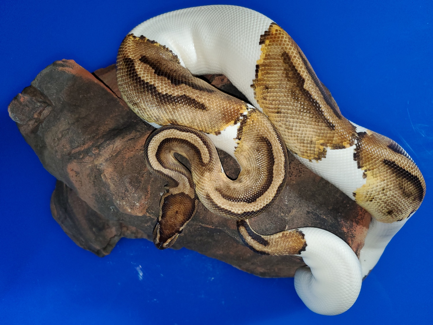 19 M Pied Ball Python By Bob Crupi Pythons affordable Ball Morphs 19-m-pied-ball-python-by-bob-crupi-pythons-affordable-ball-morphs